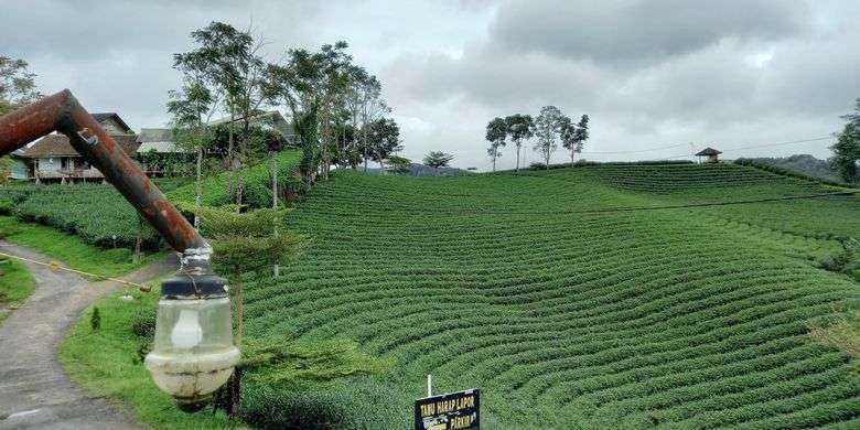 Wisata Kebun Teh Cikuya: Destinasi Wisata Paling Menarik di Daerah ... Wisata Kebun Teh Cikuya: Destinasi Wisata Paling Menarik di Daerah ...